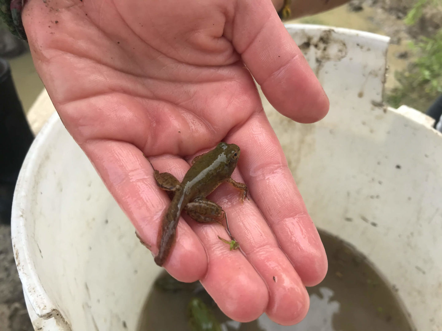 Petit têtard deviendra grand - Fous de Nature